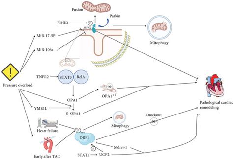 Mitochondrial Dynamics In Pressure Overload Model In The Pressure
