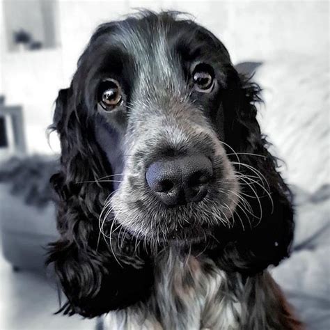 Black And White Spotted Cocker Spaniel