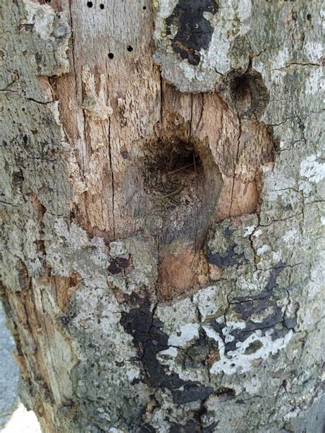 The Bark Of A Tree Stock Image Image Of Trees Living 296085725