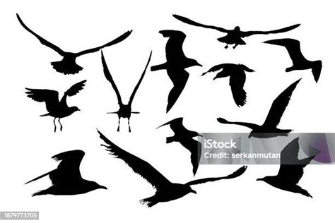 날아다니는 갈매기의 다양한 이미지 벡터 이미지 흰색 배경입니다 갈매기에 대한 스톡 벡터 아트 및 기타 이미지 갈매기 개체 그룹 검은색 Istock