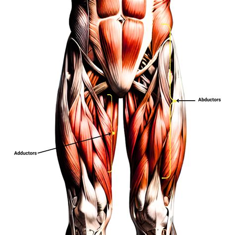 Abductors And Adductors Harakaty