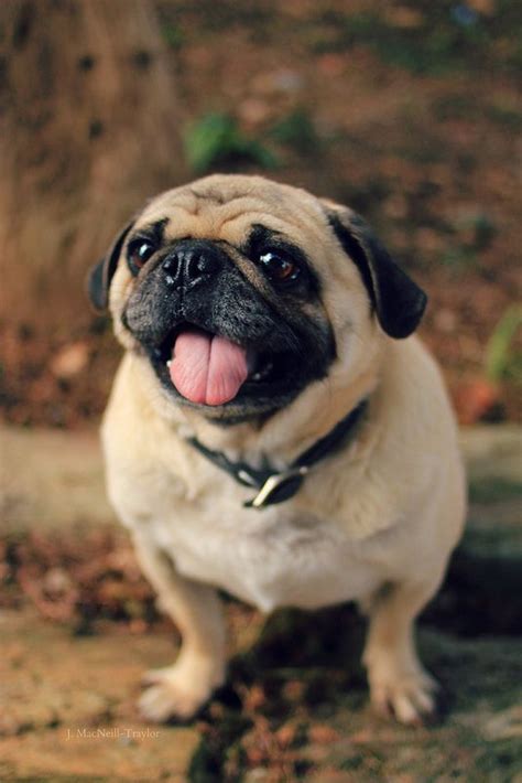 What Breeds Make A Pug Gimera