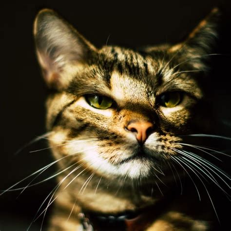 F5 Devcentral On Linkedin Out Of The Shadows Api Security Discovery And Inventory