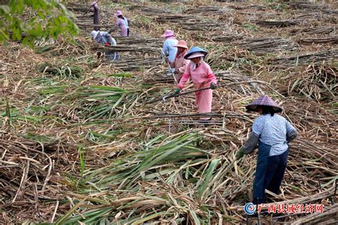 宁明县海渊镇甘蔗喜获丰收蔗农抓紧砍运 广西县域经济网