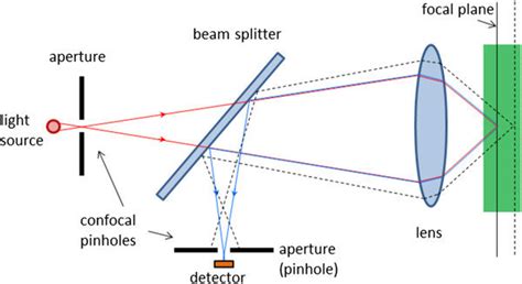 The Principle Of Confocal Microscopy Only Light Reflected By
