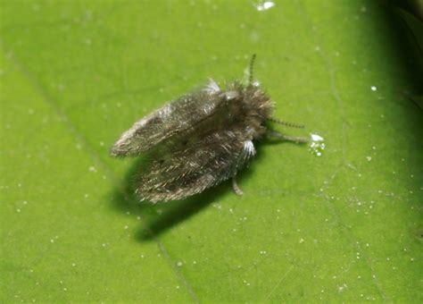 곤충 나방파리 곤충 생물종 Bric