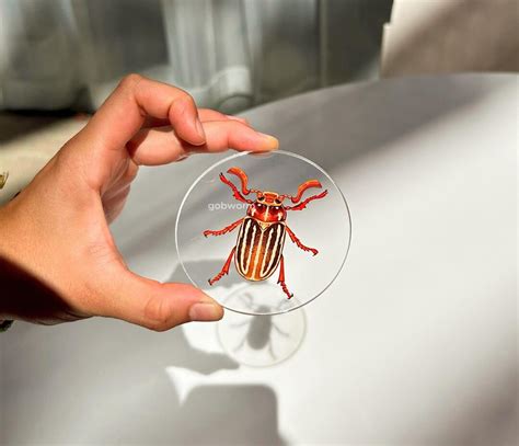 Clear Bug Coaster Beautiful Insect Double Sided Entomology Acrylic