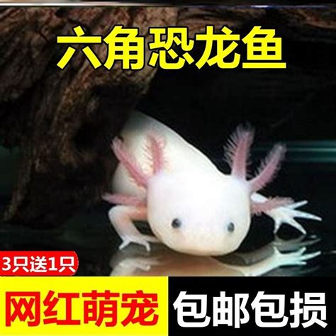 六角恐龙鱼蝾螈冷水淡水观赏鱼宠物鱼红虫饲料锦鲤红草金六角龙鱼 虎窝淘