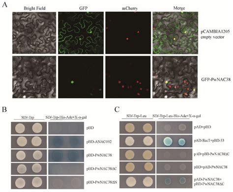 Forests An Open Access Journal From Mdpi Forests An Open Access Journal From Mdpi