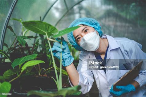식물학 실험실에서 농업 온실 자연 유기 과학 기술 또는 생명 공학성장 공장을 연구하기 위해 일하는 생물학 과학자 식품 산업을위한