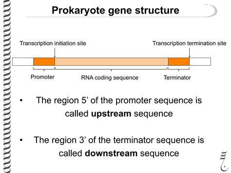 Transcription In Prokaryotes Pdf