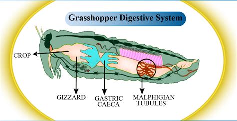 Grasshopper Digestive System Diagram