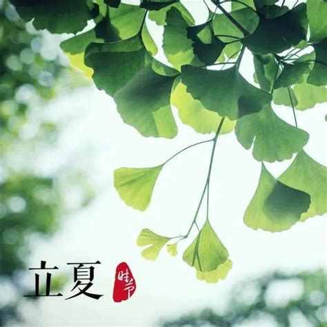 今日立夏，夏天的第一份祝福送给你，愿你幸福快乐一夏天！你好夏天！亲爱的朋友阳光