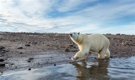 Животът в полярните области Зелен Свят