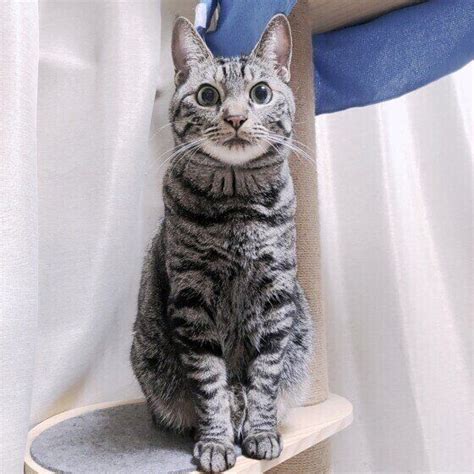 吐きやすいのは肉食動物のルーツのせい 吐いたときの対応ねこのきもちnews