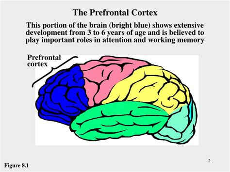 ppt piaget s theory of cognitive development powerpoint presentation id 364664