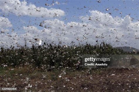 Grasshopper Swarm Photos And Premium High Res Pictures Getty Images