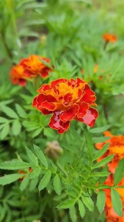 장마속에서도 빛나는 아름다운 프렌치메리골드 꽃🧡 Youtube