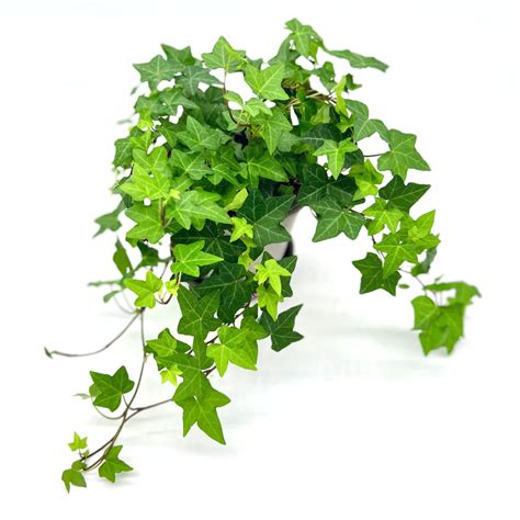 Hedera Helix English Ivy Plant Studio Llc
