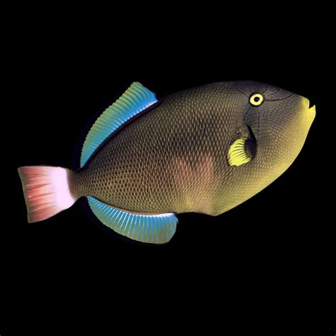 Pinktail Trigger Fish Melichthys Vidua Sims Tropical Fish Tropical