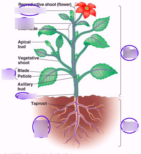 Diagram Of Lab Final Quizlet