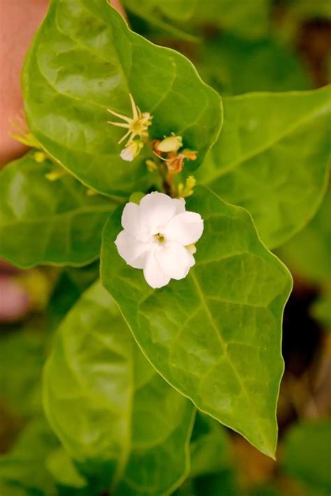 Hawaii Flora Hawaiian Flowers And Plants To