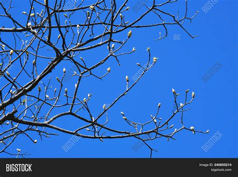 Hickory Tree Buds Image And Photo Free Trial Bigstock