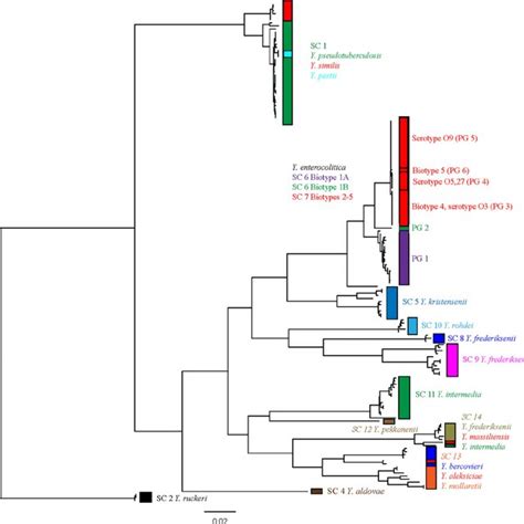 Maximum Likelihood Phylogeny Of Concatenated Alleles Derived From 385