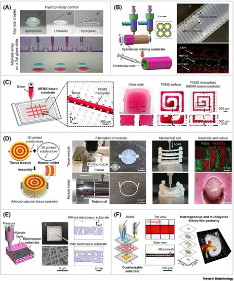 Functional Substrate Enhanced Bioprinting Technology For Next Generation Organ On A Chip From