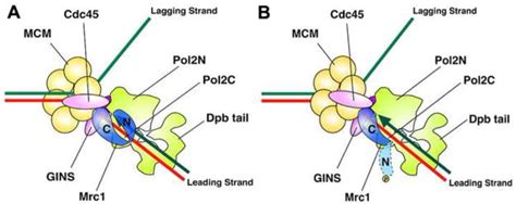 Mrc1 And Dna Polymerase Epsilon Function Together In Linking Dna Replication And The S Phase