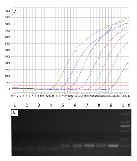 Comparison Of The Sensitivity Of The Real Time And Conventional Pcr A Download Scientific