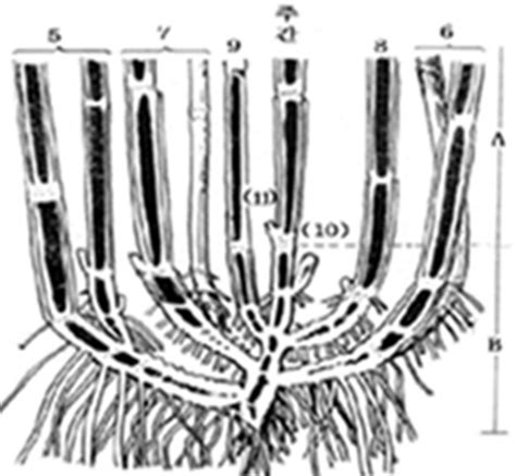 농진청 벼 분얼 수 조절 유전자 선발표지 개발