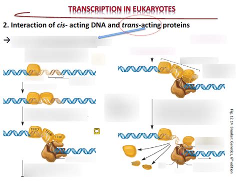 Diagram Of 221 Transcription Initiation In Eukaryotes Quizlet