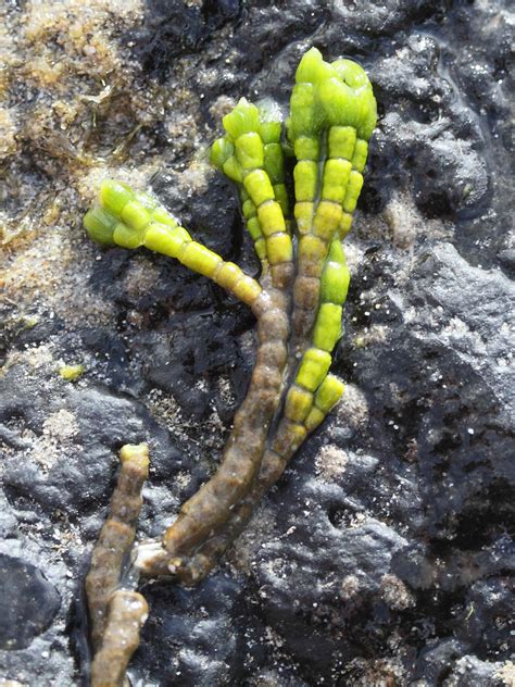 Sysbio Base De Données De Systématique Cymopolia Barbata Cymopolie