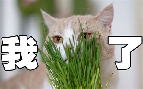 突发奇想给猫咪吃素没想到猫竟爱上了 哔哩哔哩 bilibili