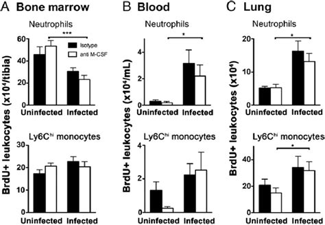 M Csf Is Dispensable To The Influx Of Mononuclear Phagocytes During Download Scientific Diagram