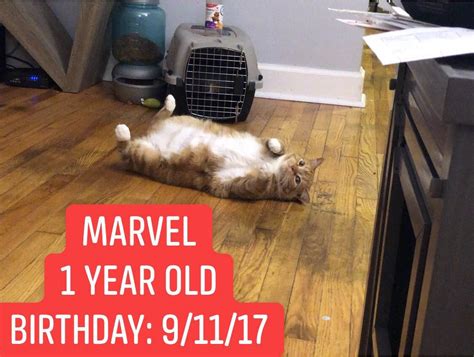 My Chonker Unfortunately Passed Away Suddenly Last Night Unrelated To
