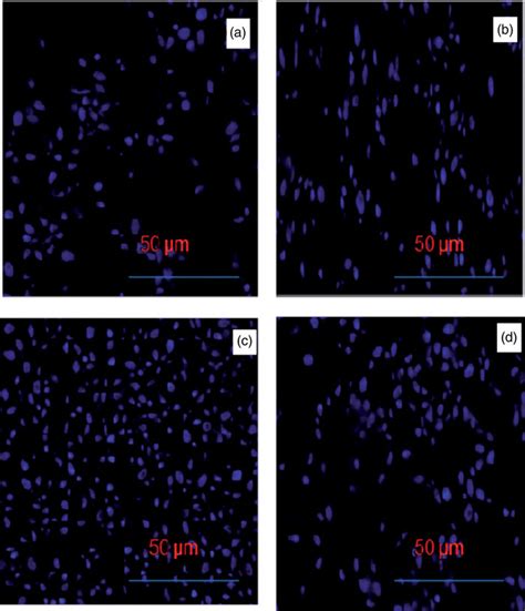Dapi Staining Confocal Microscopy Showing Apoptosis Effect On Seed Download Scientific
