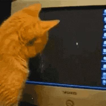 Cat Computer  Cat Computer Windows Xp Discover And Share S