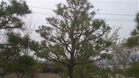 소나무수형 이 두개 차이점 찾아보세요 Youtube