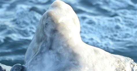 한파에 얼어버린 바위