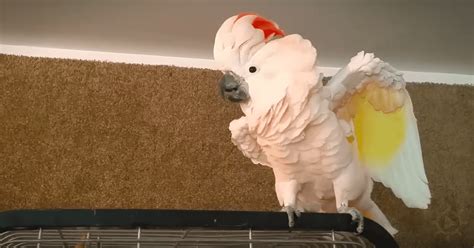 Watch An Angry Cockatoo Who Is Told To Go To Her Cage Throw An