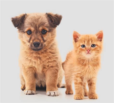 Java从入门到“放弃”（精通）之旅——继承与多态⑧java继承 Csdn博客