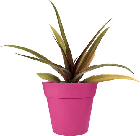 Buy Pineapple Plants Sugarloaf Pineapple Plant