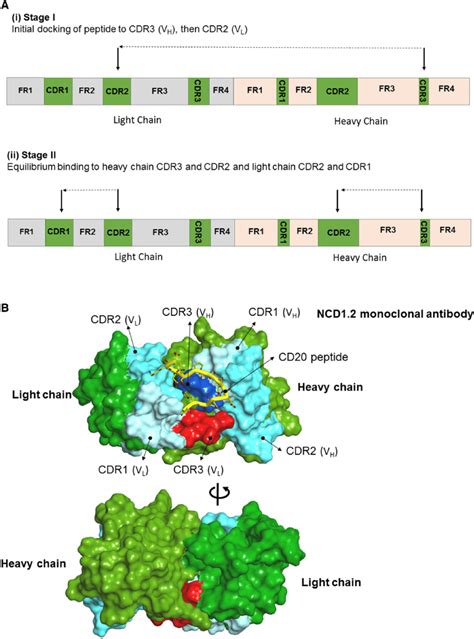A Summary Of The Dominant Paratope Involved In The Antibody Peptide