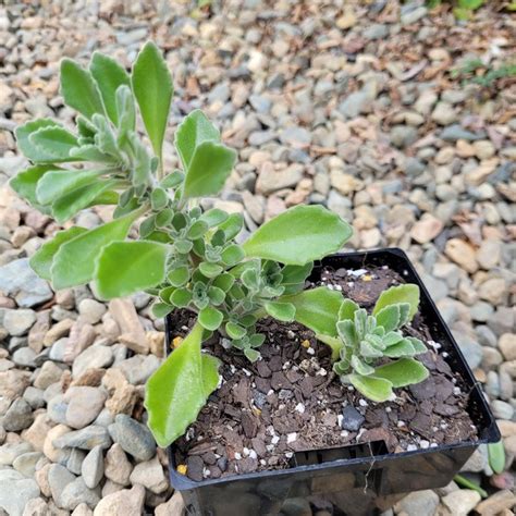 Plectranthus Tomentosa Vicks Plant Succulents World