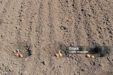 감자와 세 구멍 땅에 감자를 심기위한 준비 감자는 구멍에 놓인다 정원 시즌에 대한 봄 준비 배경에 벌거 벗은 토양 갈색에 대한 스톡 사진 및 기타 이미지 Istock