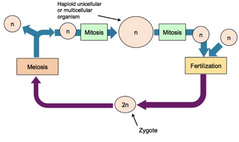 Meiosis Making Sex Cells Wize High School Grade 11 Biology Textbook Wizeprep