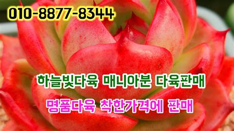 하늘빛다육 매니아분💘명품다육 특가판매 Succulents 다육이 다육판매 多肉植物 명품다육 Youtube