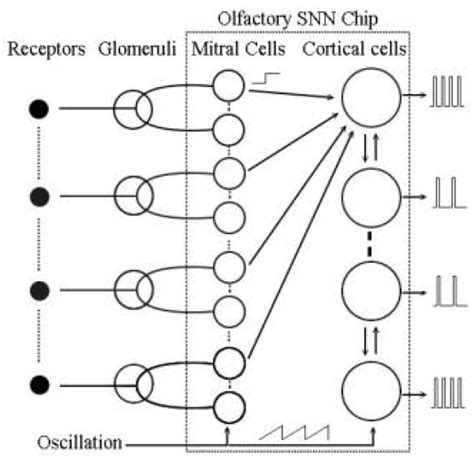 31 System Implementation Diagram For Olfactory Sensor Based On Snn
